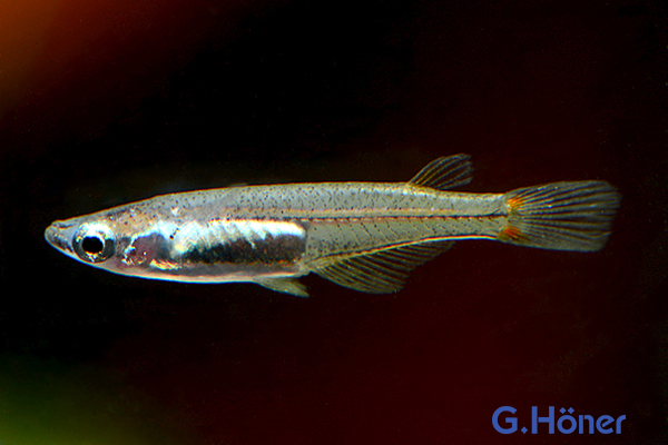 Rotschwanz-Zwerg-Reiskärpfling (Mekong Reisfisch) – G. Höner ...