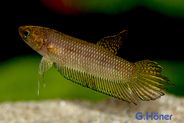 Großer Simor-Kampffisch – G. Höner – Zierfischgroßhandel